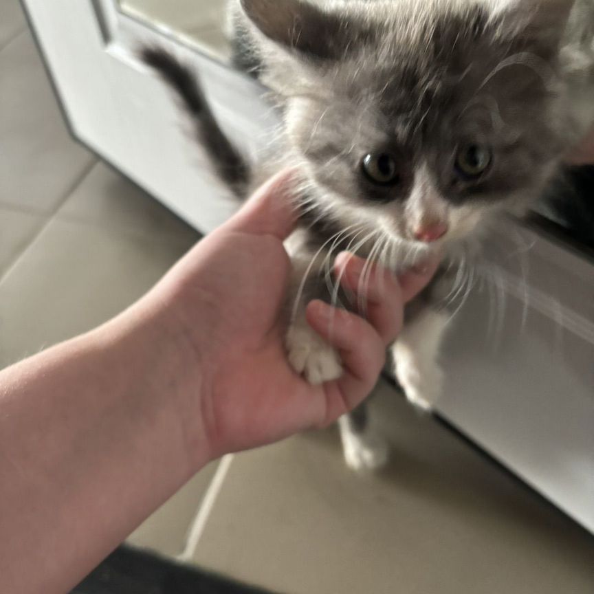 Котенок