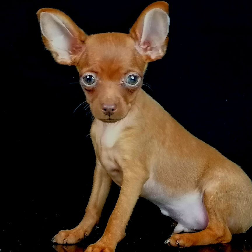 Русский той-терьер, щенок