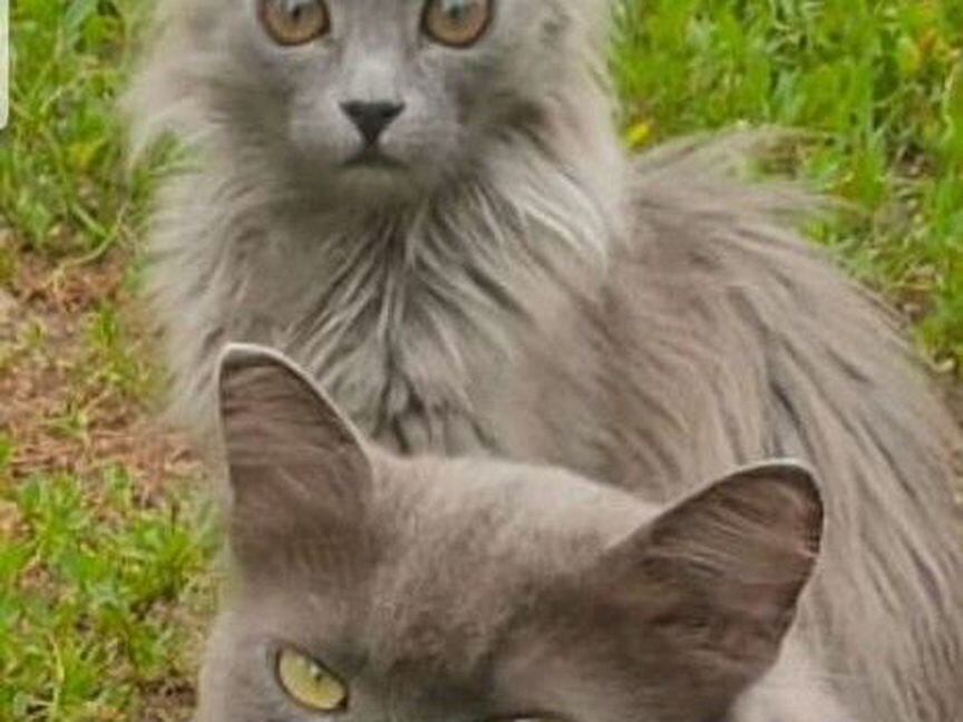 Котенок