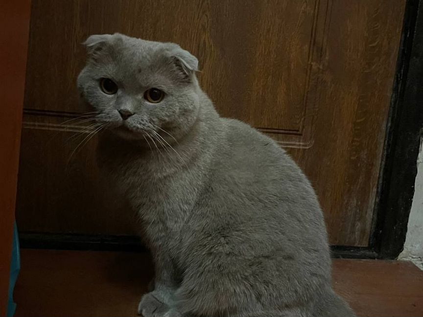 Шотландская кошка стерелизованная