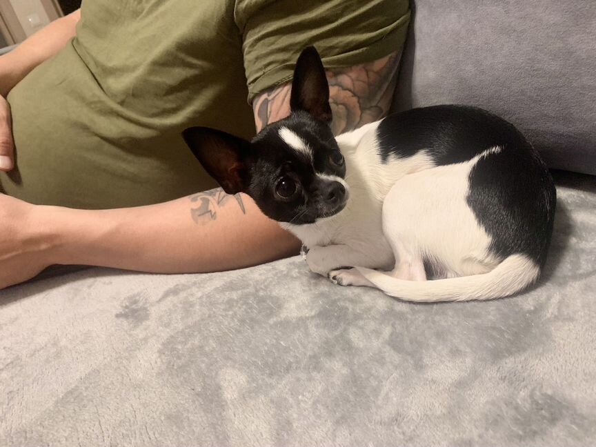 Кобель чихуахуа черно-белый вязка