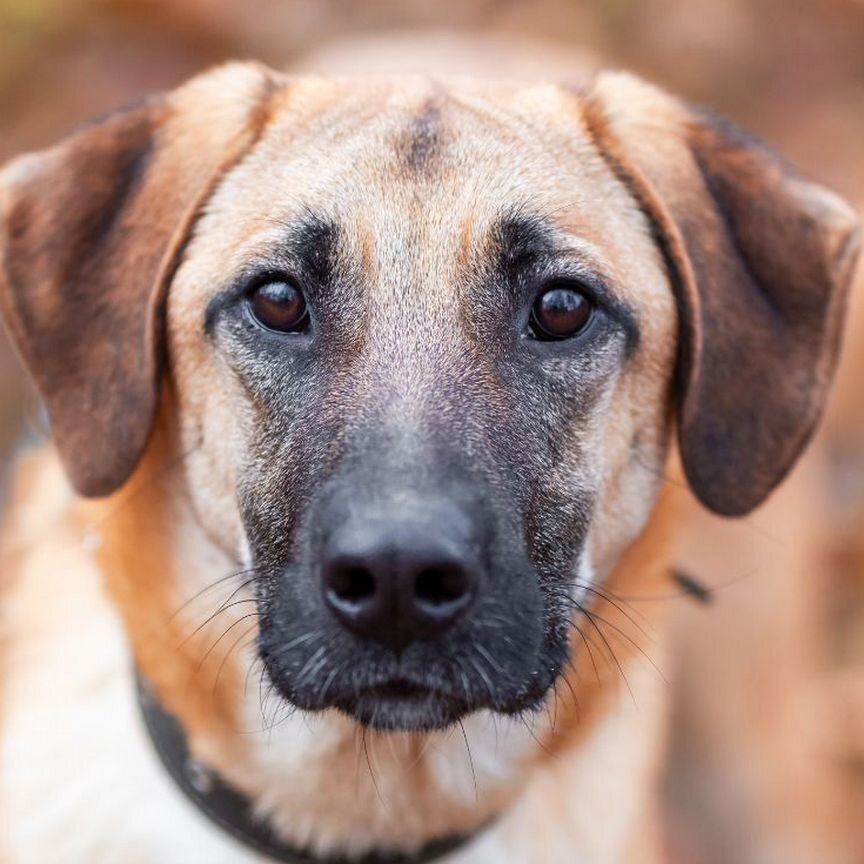 Взрослый пёс в добрые руки