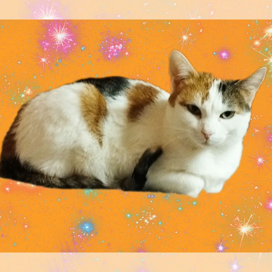 Взрослая, кошка в добрые руки