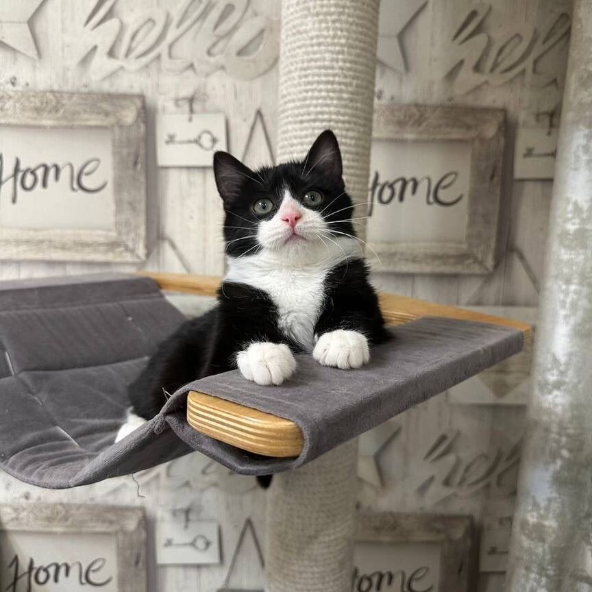 Котёнок в добрые руки