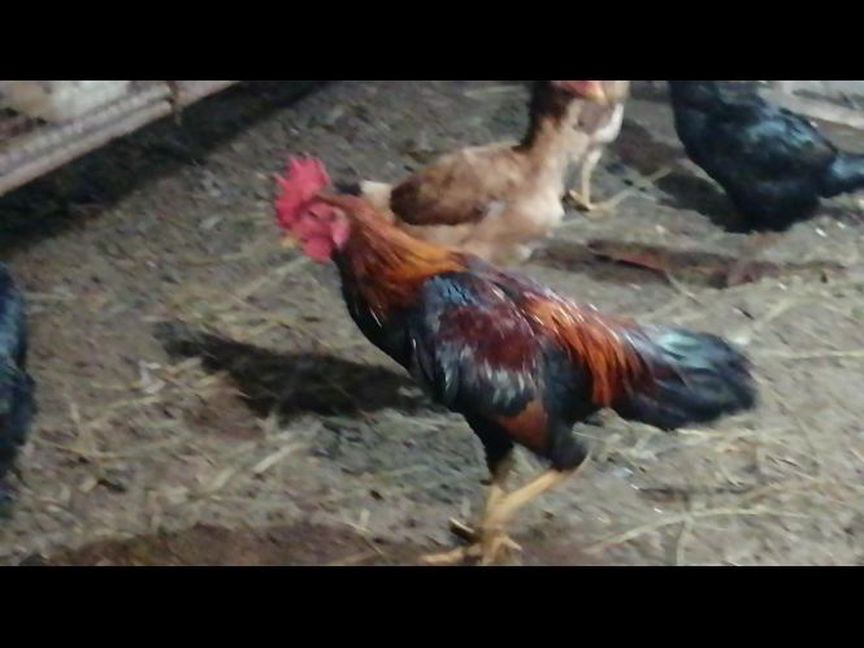 Бойцовая птица