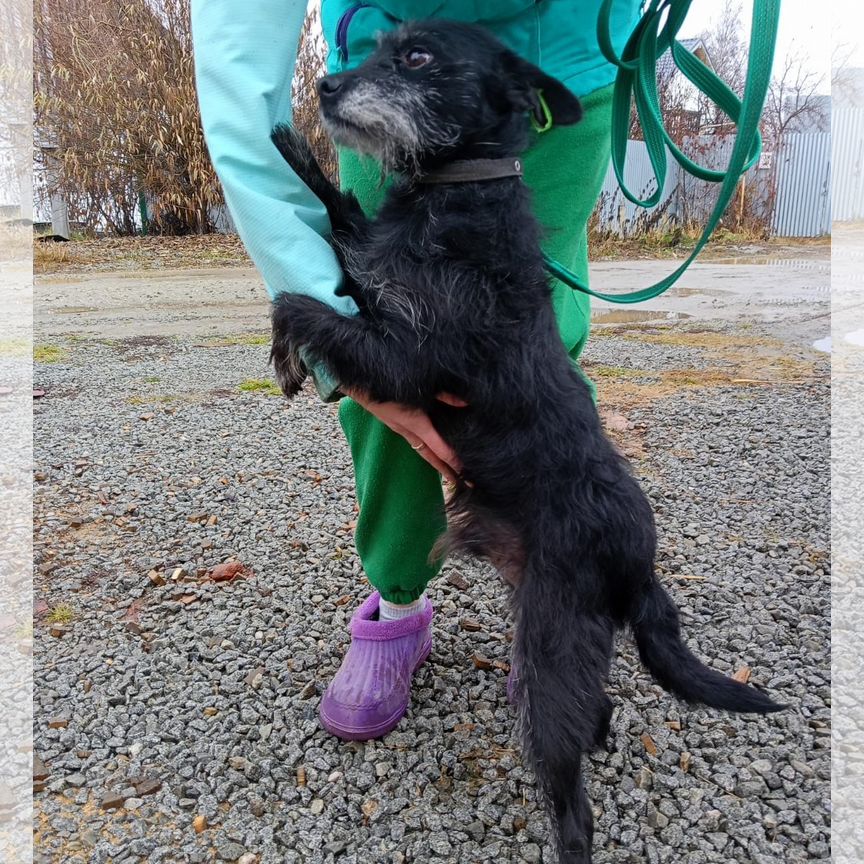 Отдам собаку в добрые руки