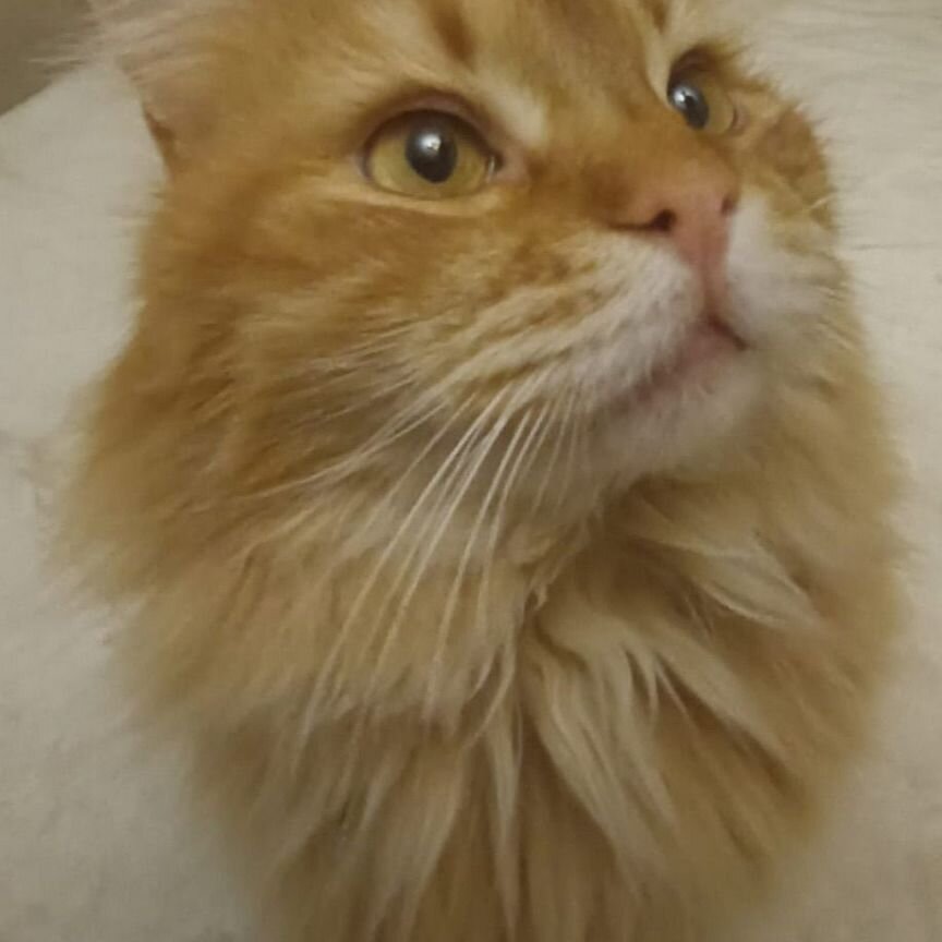 Рыжий крупный кот