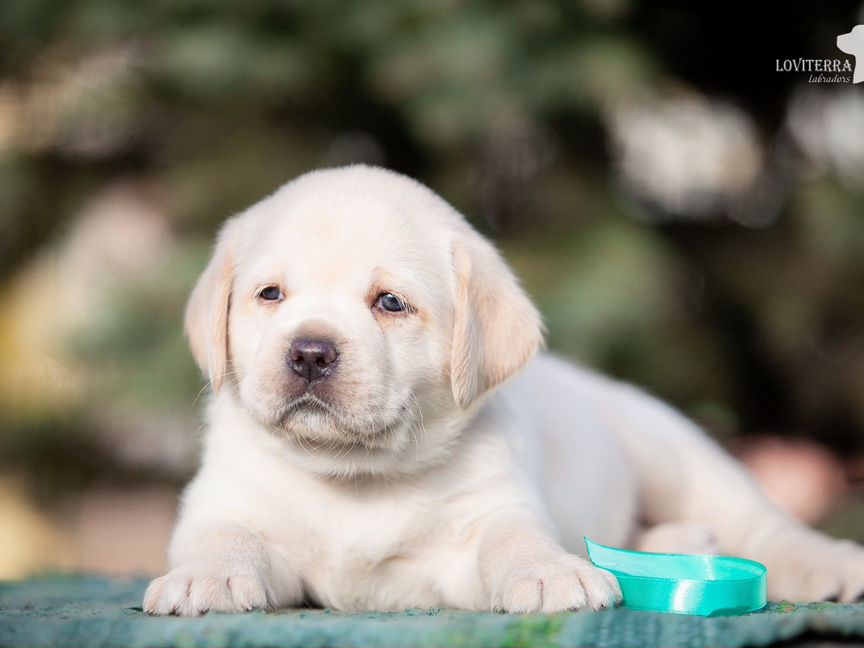 Палевые щенки лабрадора