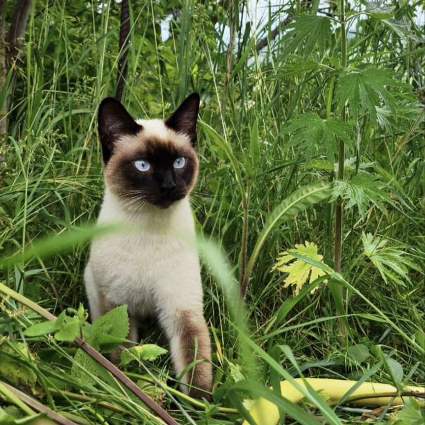 Котик, сиамской окраски