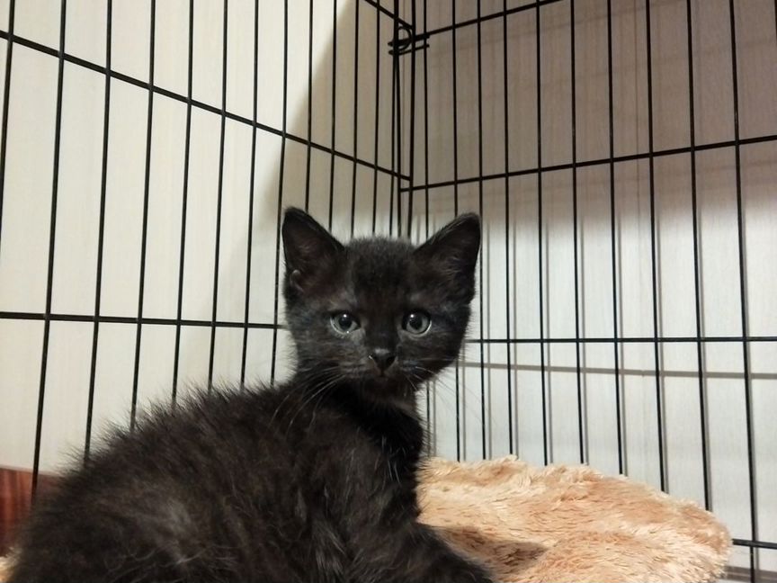 Милый уголек (из приюта)