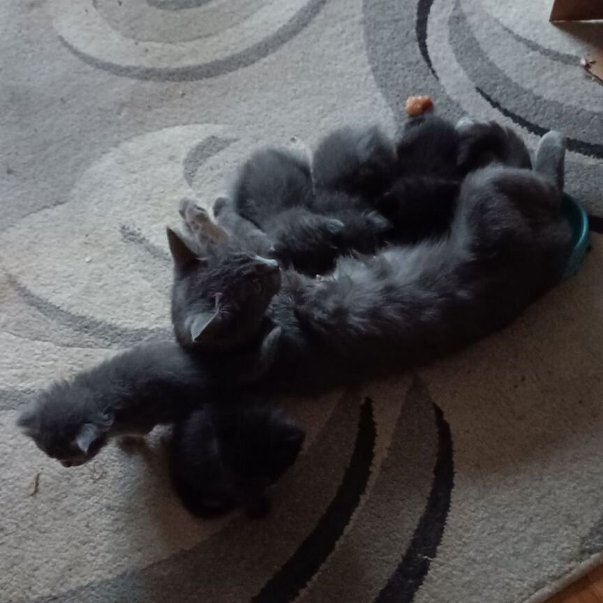 Котята в добрые руки 1 месяц