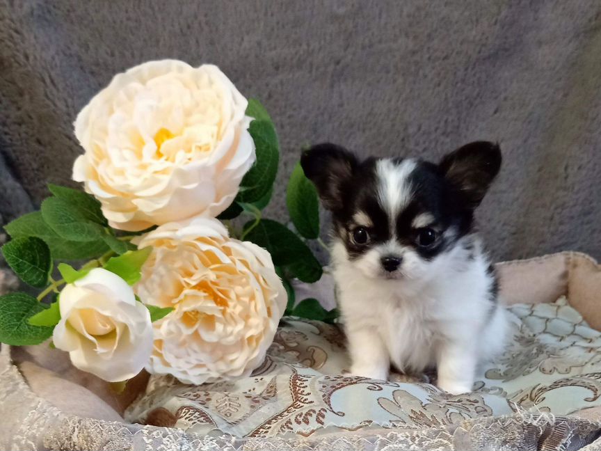 Сладкий мальчик чихуашка