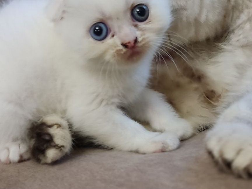 Шотландские котята 1.5 мес