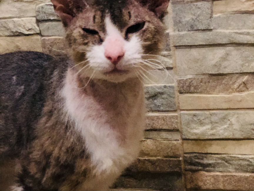 Кот сфинкс браш