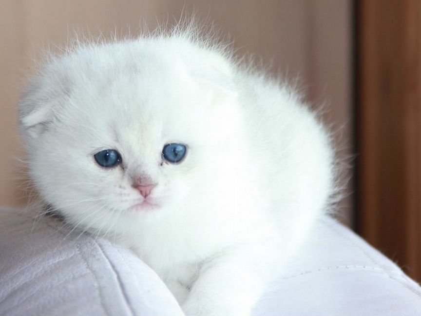 Котята в песцовой шубке