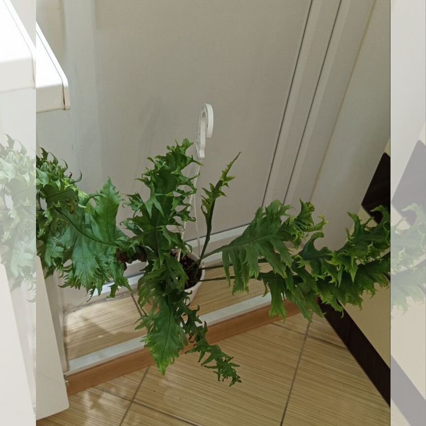 Микроморум Крыло дракона