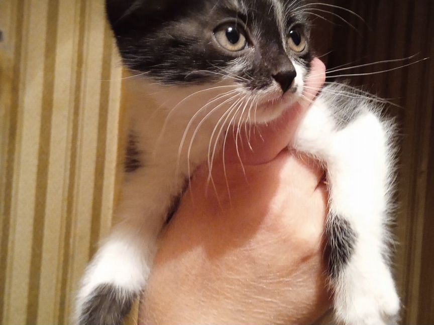 Котенок ищет дом