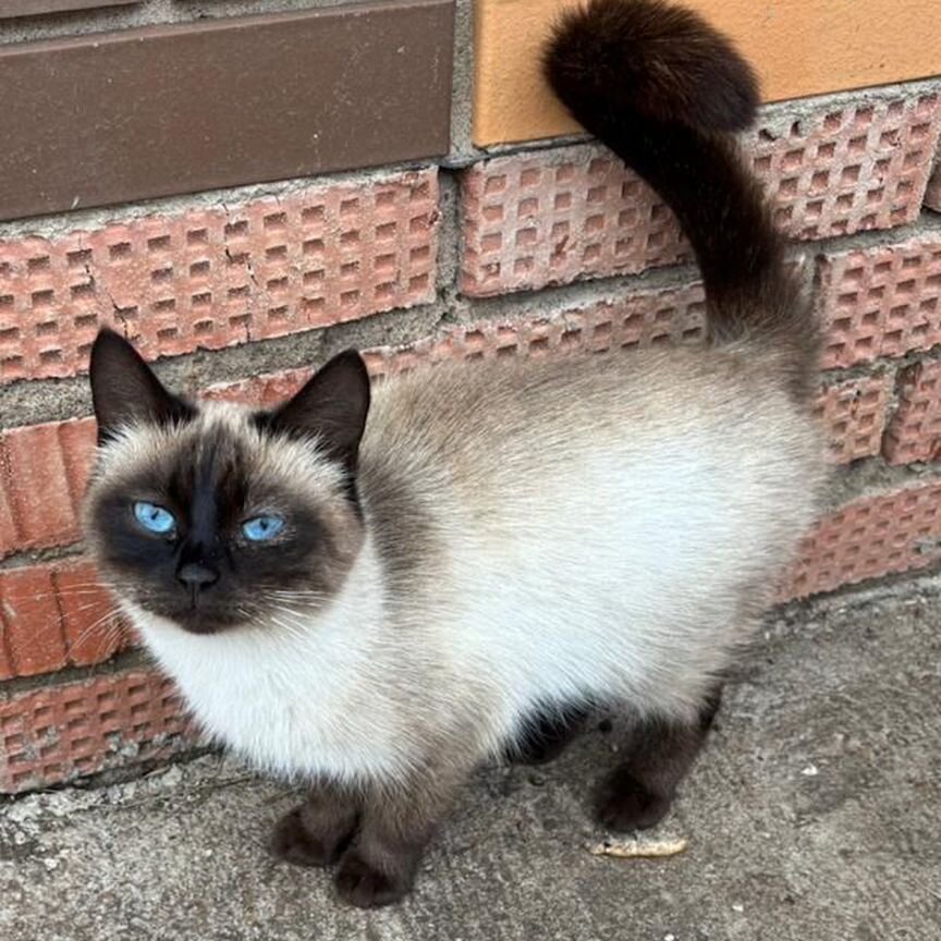 Кошка сиамская