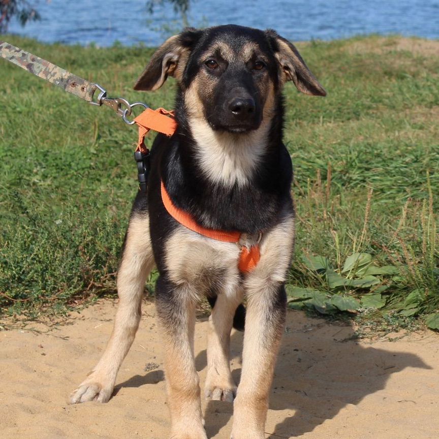 Жорик мечтает стать домашним, ему 5 мес