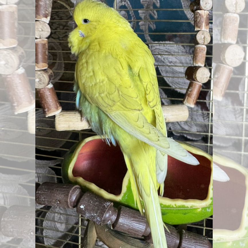 Выставочный волнистый попугай ввп Чех