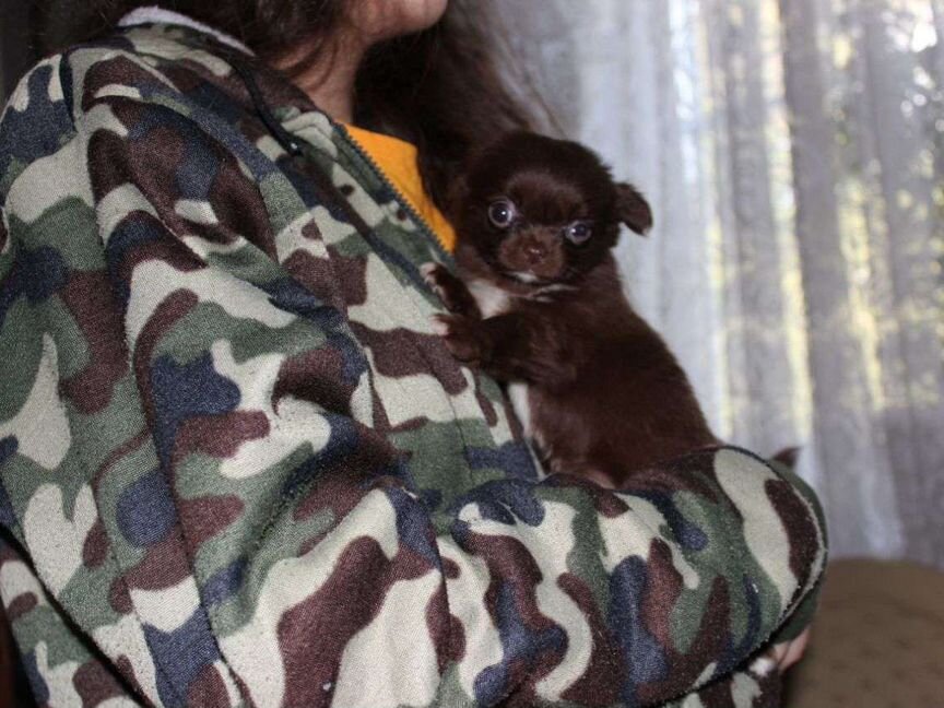 Щенки чихуахуа