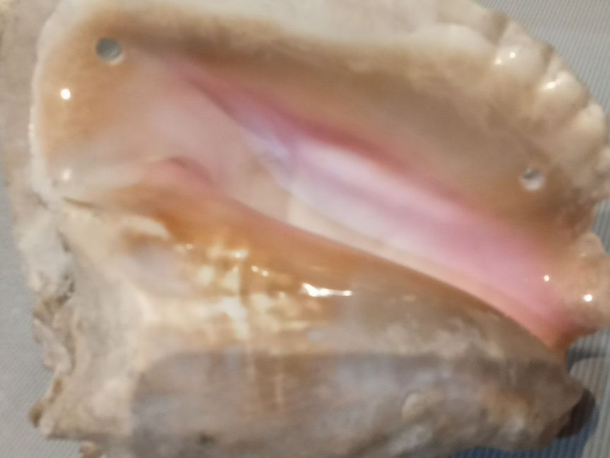 Большая морская раковина