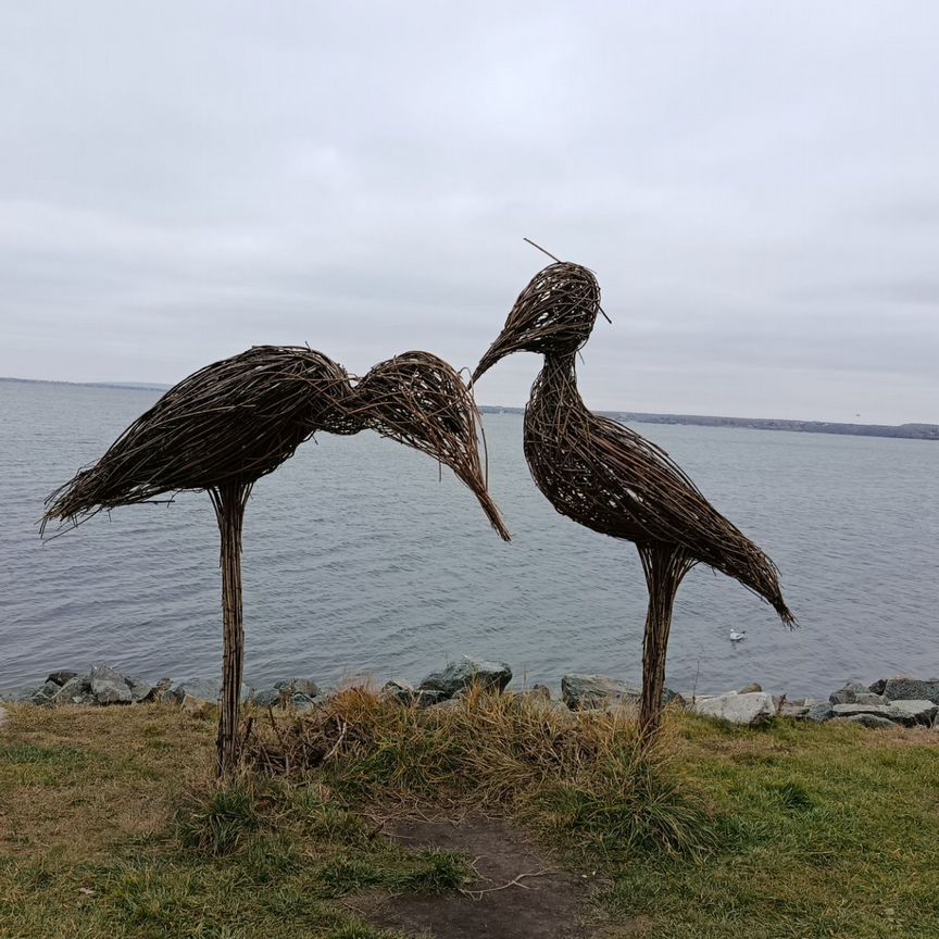 Чихуахуа, взрослый пёс