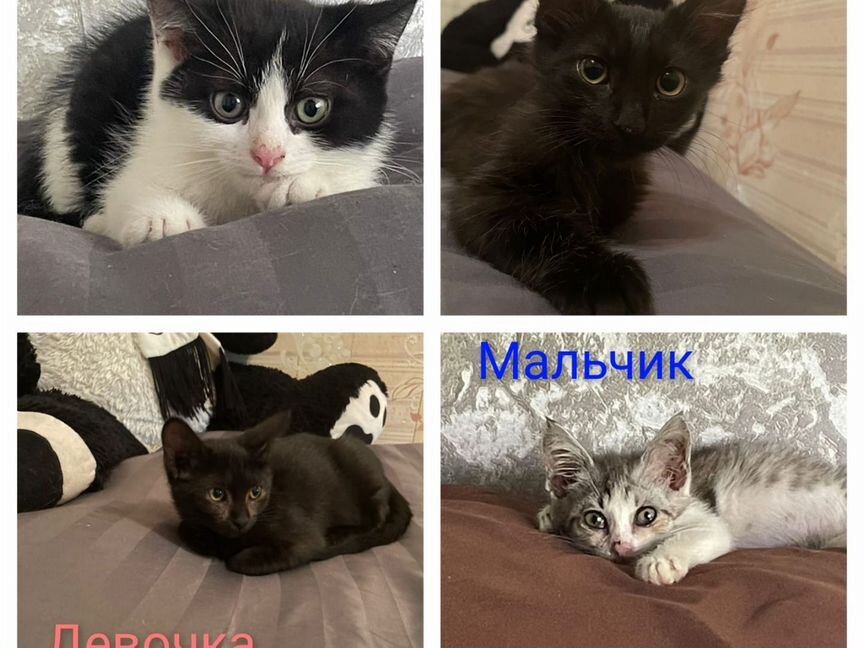 Котята