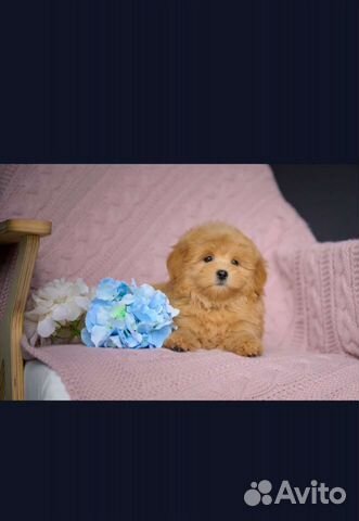 Мальтипу девочка ф1 мишка