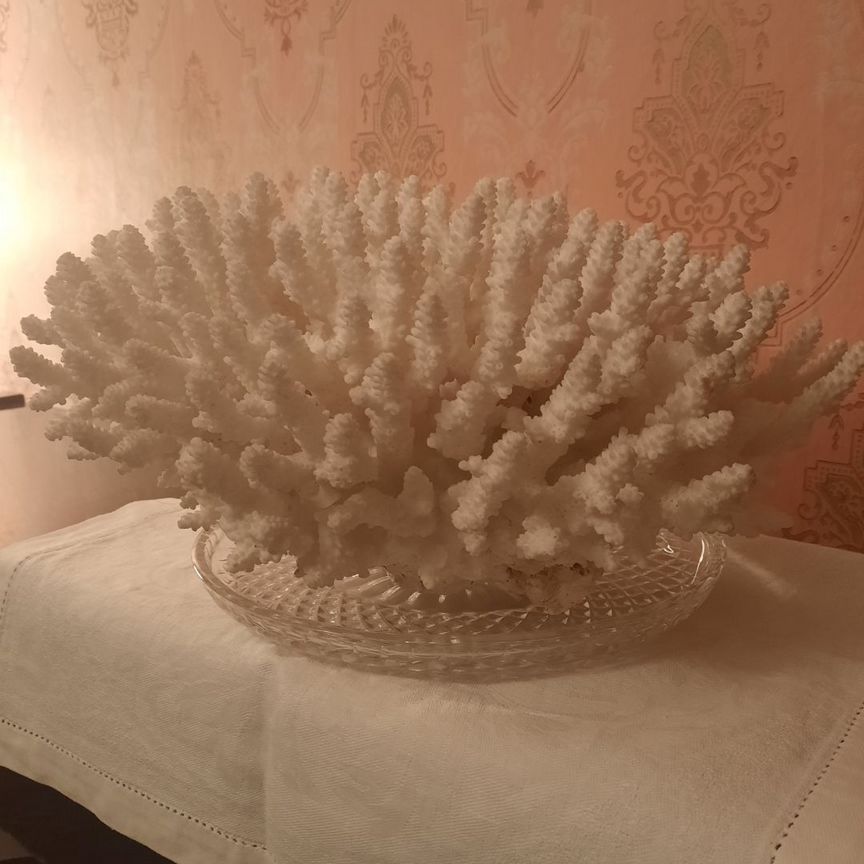 Коралл морской натуральный