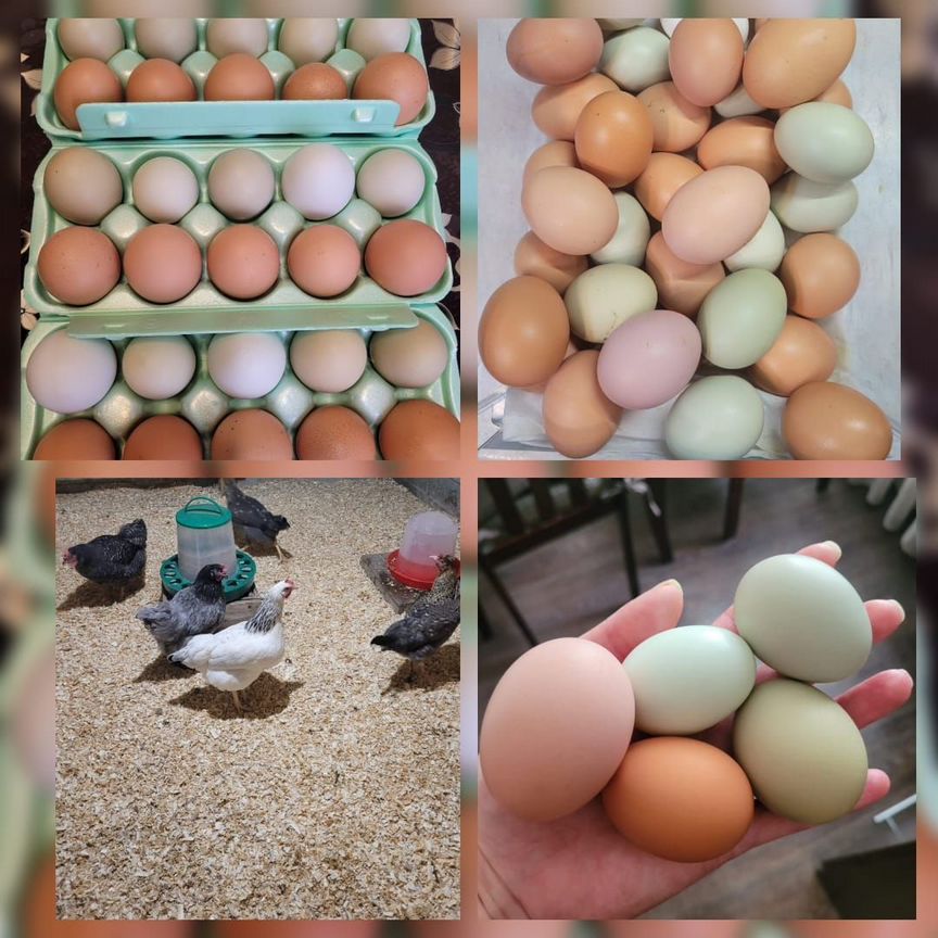 Ия кур несушек