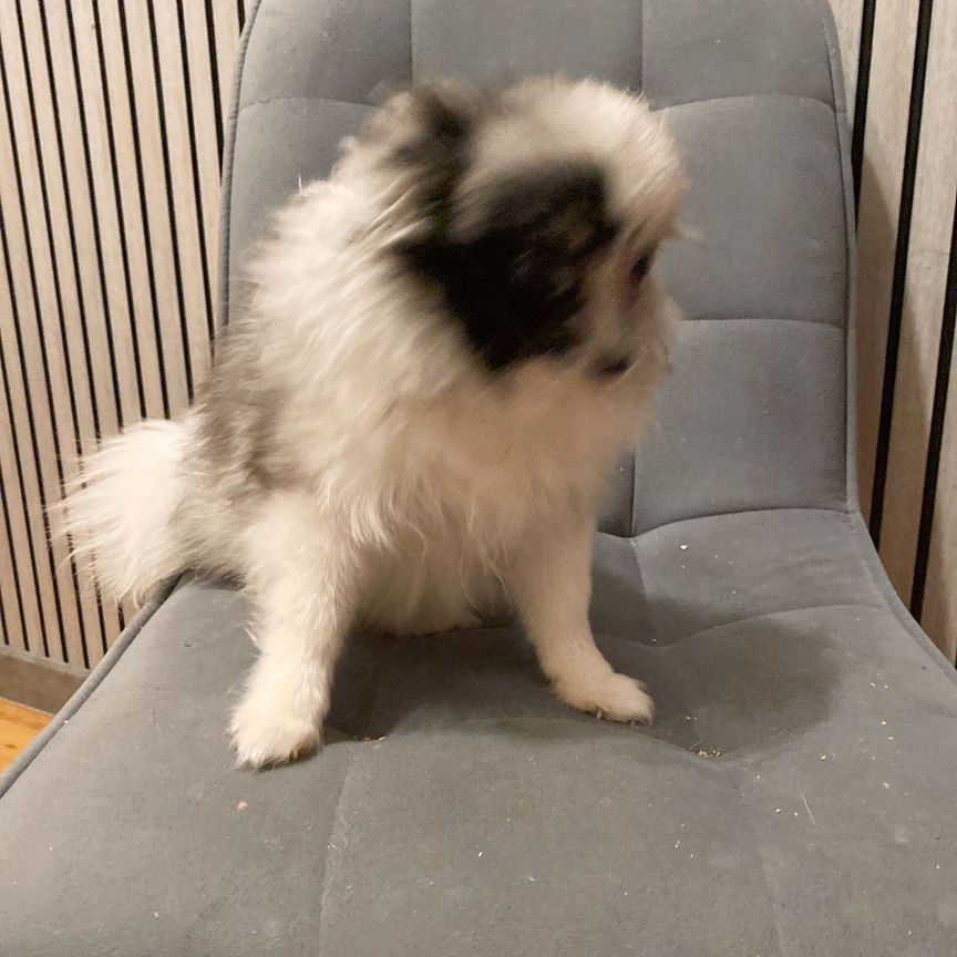 Щенок шпица мраморный