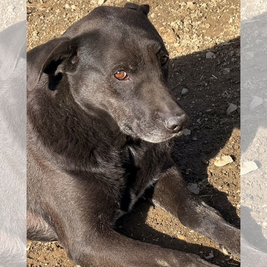 Взрослая собака в добрые руки