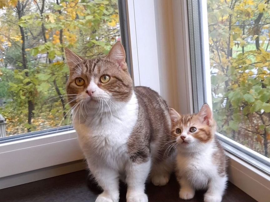 Продам Кота