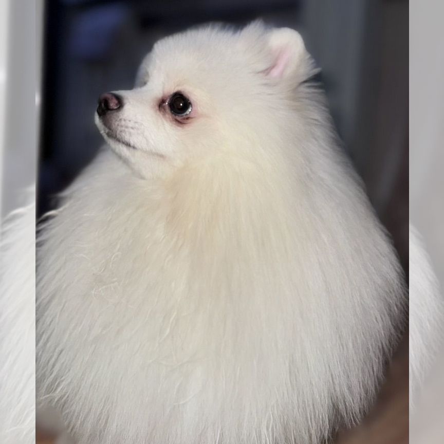 Померанский шпиц