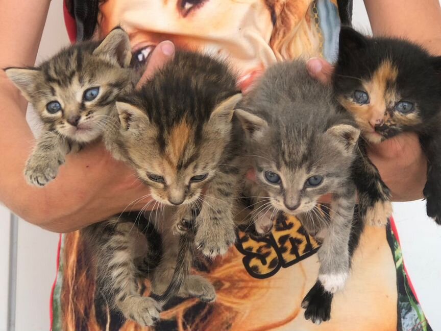 Котята в добрые руки 3-4 недели