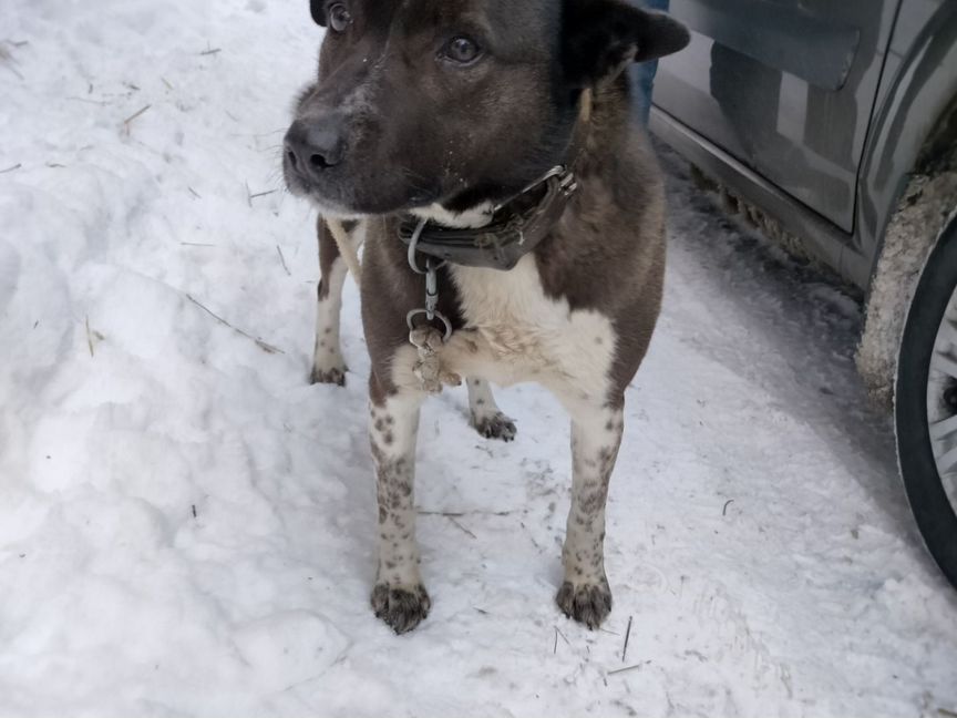 В добрые руки