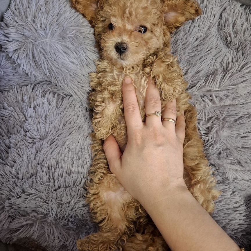 Мальтипу ф1 микро бэби фейс