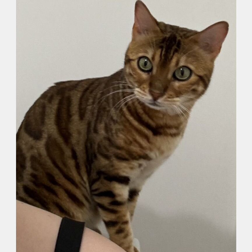 Бенгальская кошка