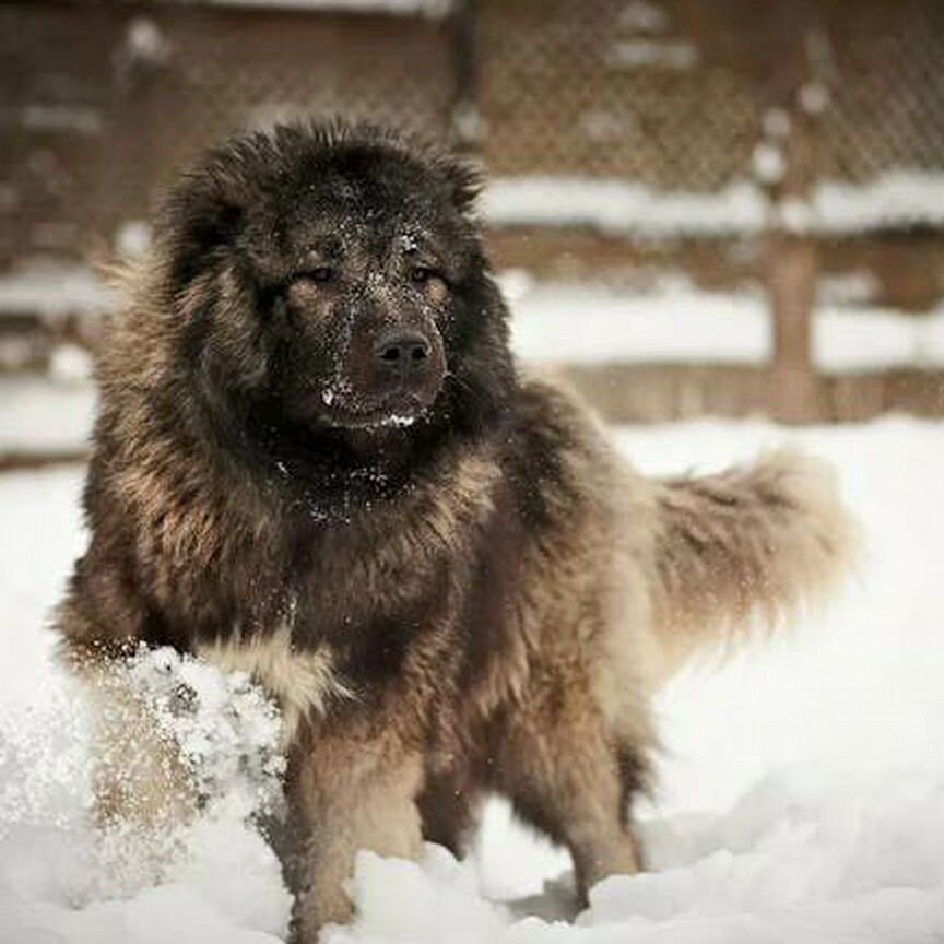 Продам суку кавказской овчарки, 2 года