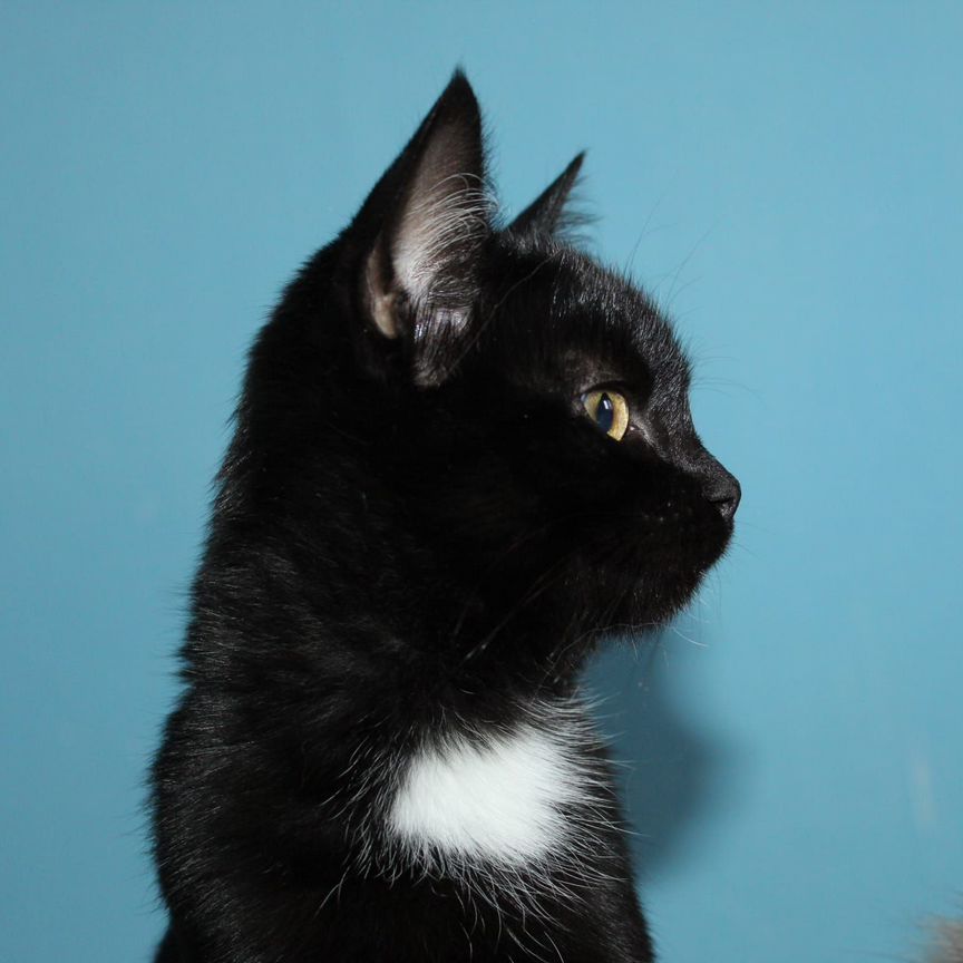 Красоточка в дар