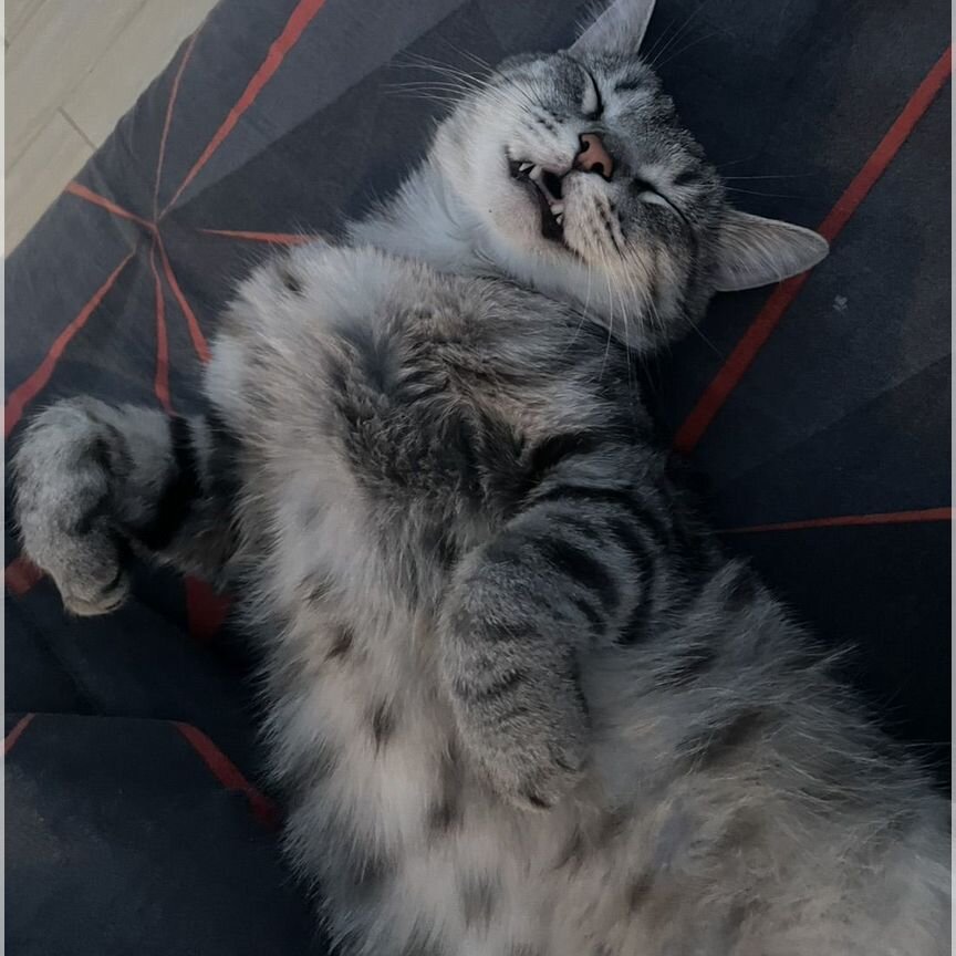 Американский короткошёрстный, взрослый кот