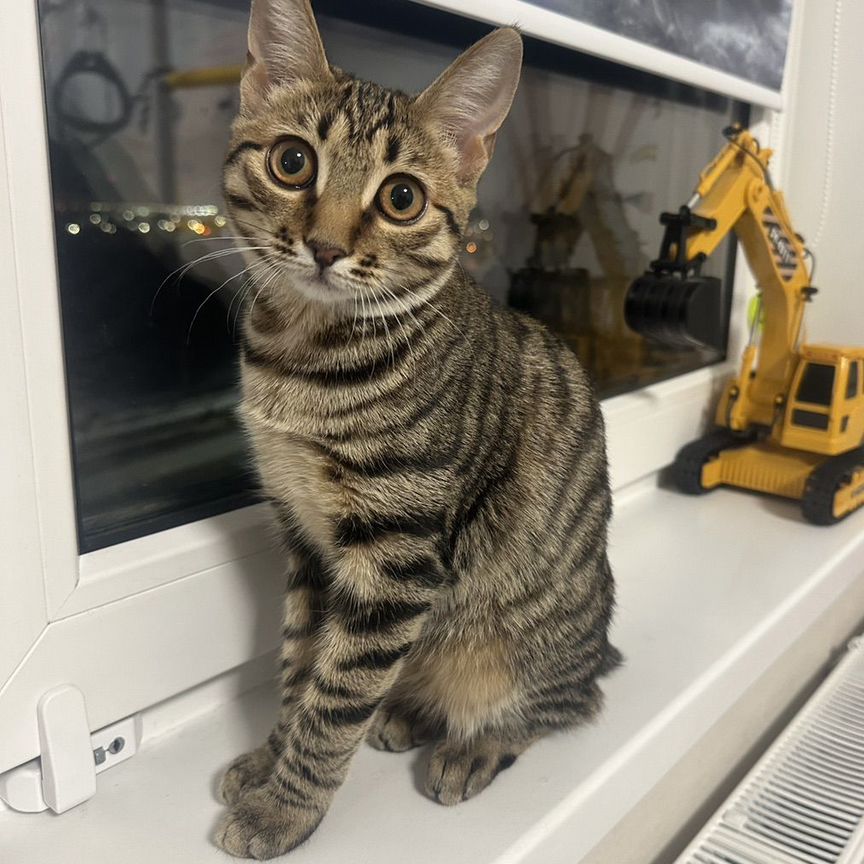 Курильский бобтейл короткошёрстный котёнок