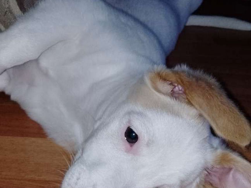 Щенок Джек рассел терьер