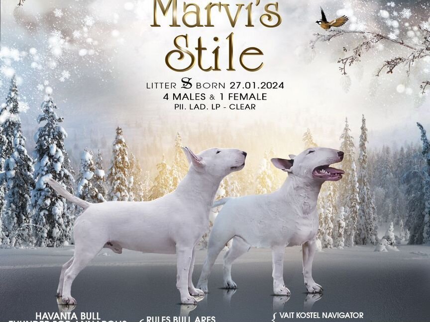 Миниатюрный бультерьер