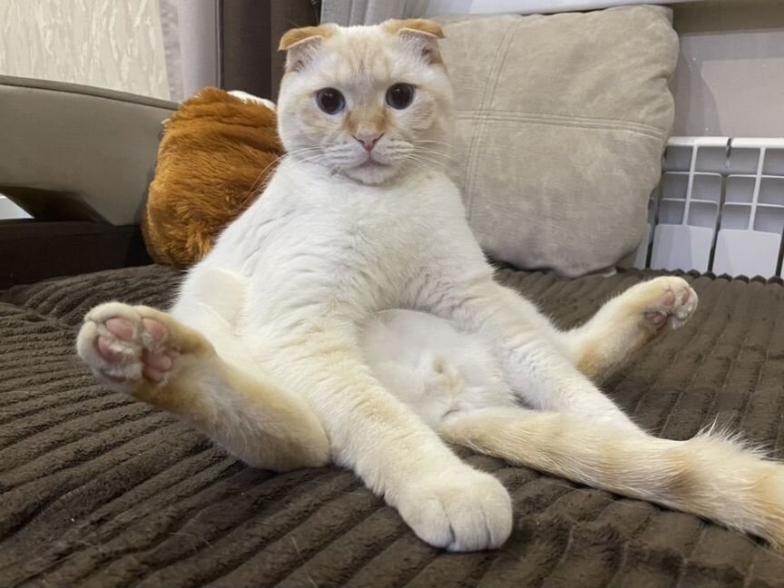 Кот