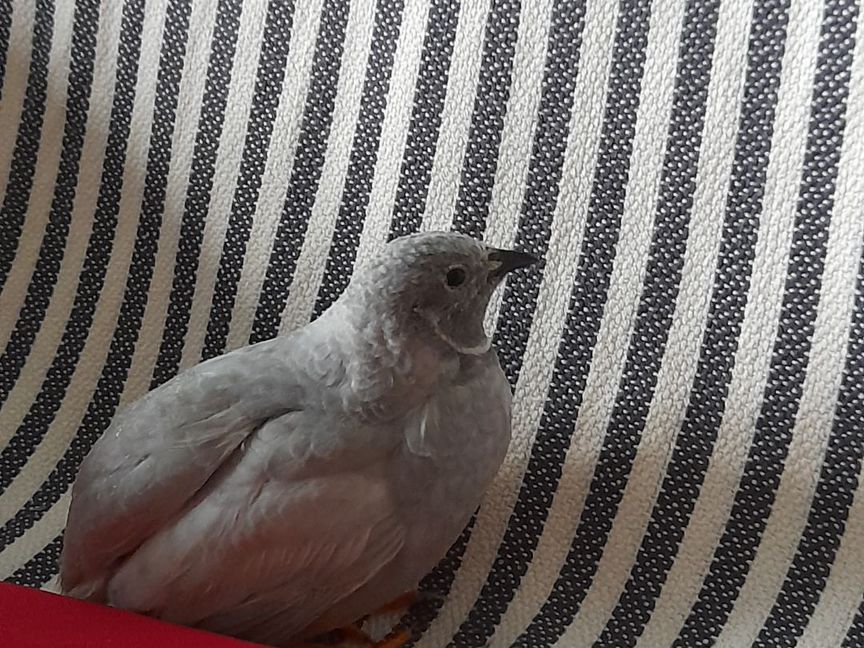 Китайский расписной перепел