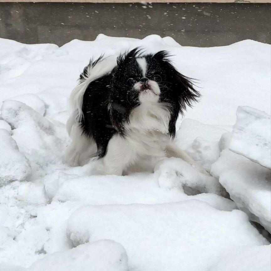 Хиняша 4 года японская