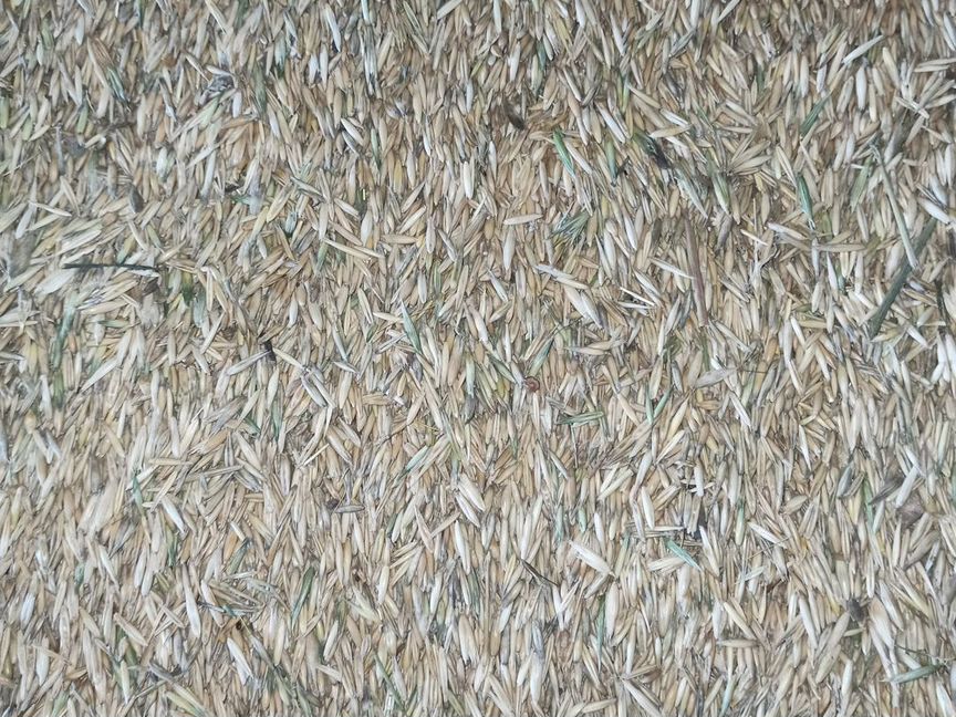 Овес, пшеница, зерно