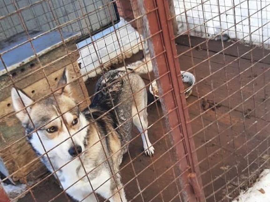 Лайка+хаски